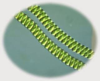 Microbiología: Cianobacterias