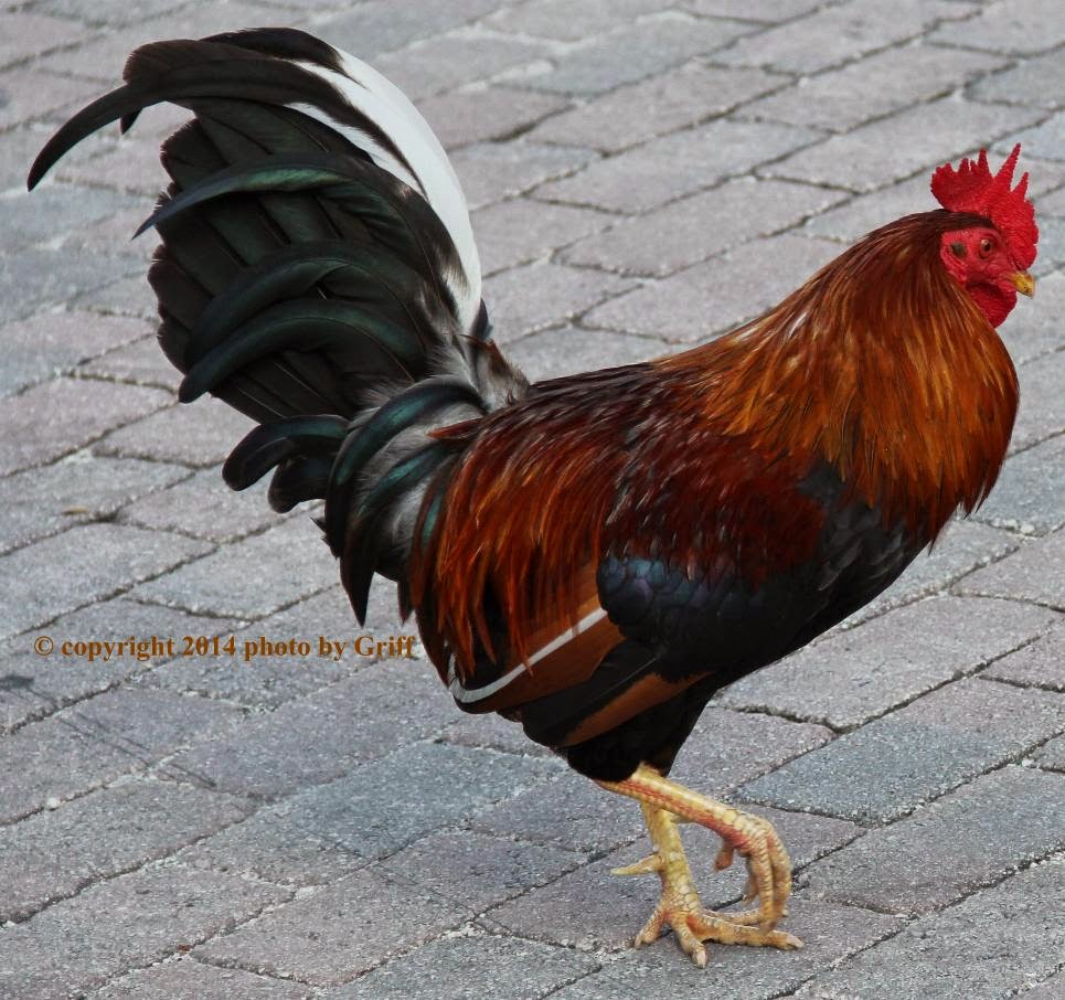 Griff's Bird Photos: Cubalaya (Gypsy) Chicken