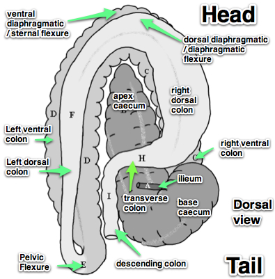 Horse and Pig abdomen - Lecture 164 | BVetMed1