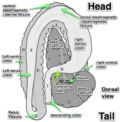 Horse and Pig abdomen - Lecture 164 | BVetMed1