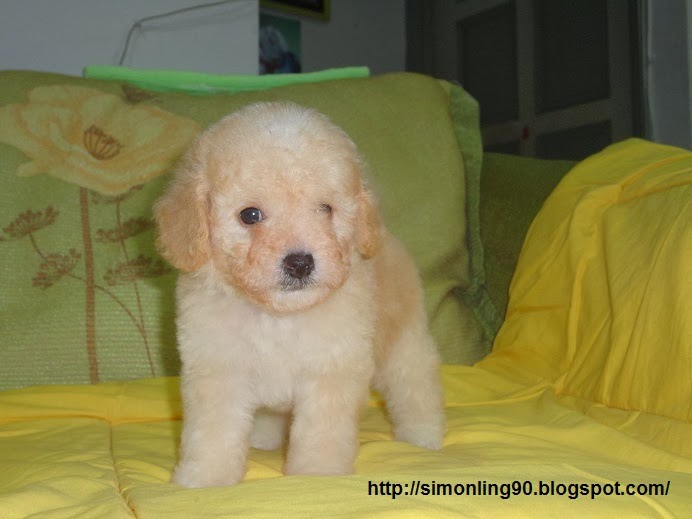 Welcome To: YouAndMePets Enterprise: [Sold Out]Cream Tiny Toy Poodle No MKA