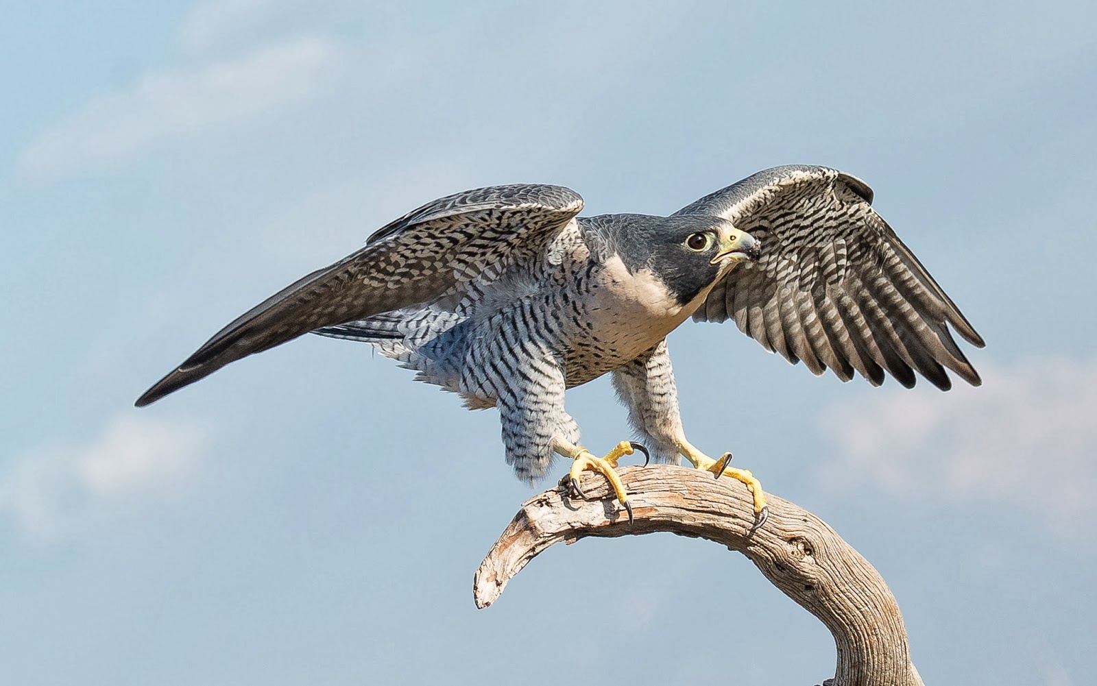 photoscope: Falcons and Hawks of the Rocky Mountains