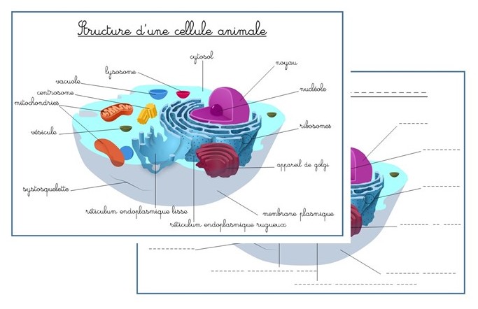 Montessori Anonymes : Affiche cellule animale