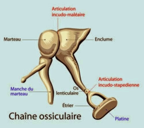 Le système osseux: les os