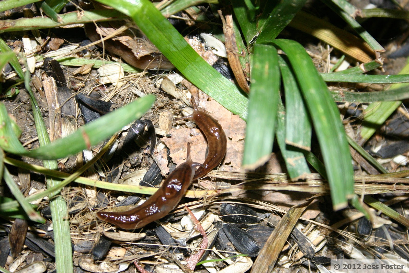 Sluggin' Along: Mating Slugs: Unsuccessful Sperm Exchange?