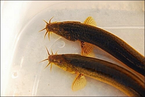 Life in Korea: Weird Korean Food 1 - Mudfish (loach) Soup