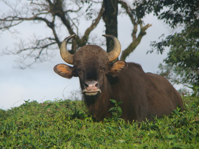 Herd of Indian Gaurs spotted at Valparai tea estate - eNidhi India ...