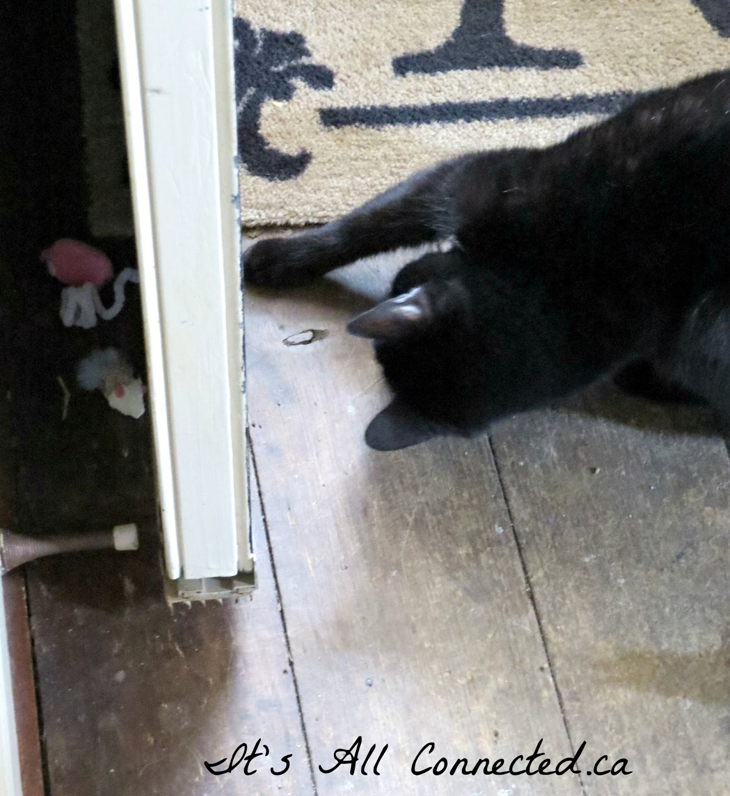 It's All Connected: Cat Security 101