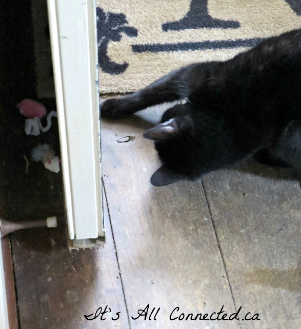 It's All Connected: Cat Security 101