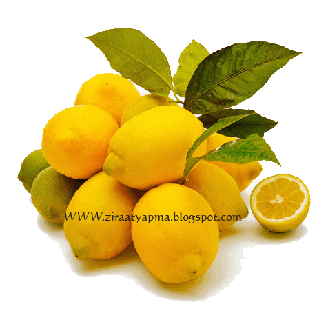 Tarım Siteniz: Limon (Lemon)