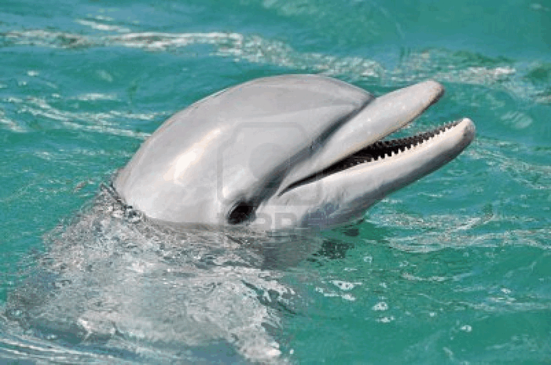 Animals World: dolphins inside water
