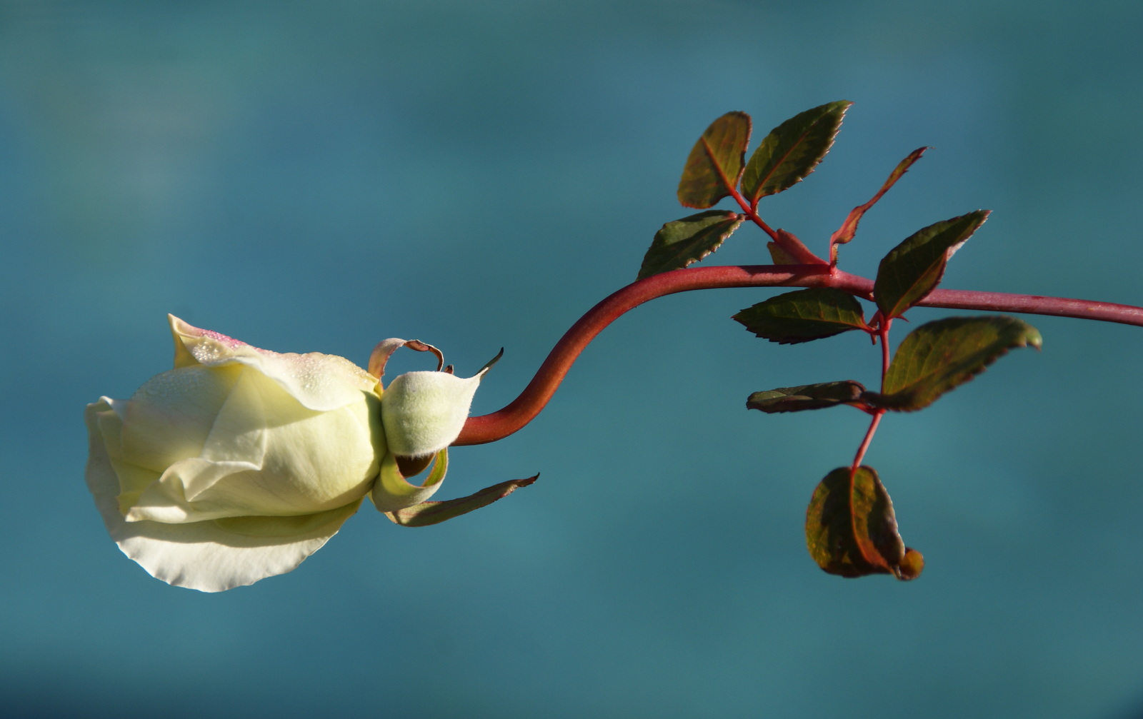 Organic Garden Dreams: February Roses