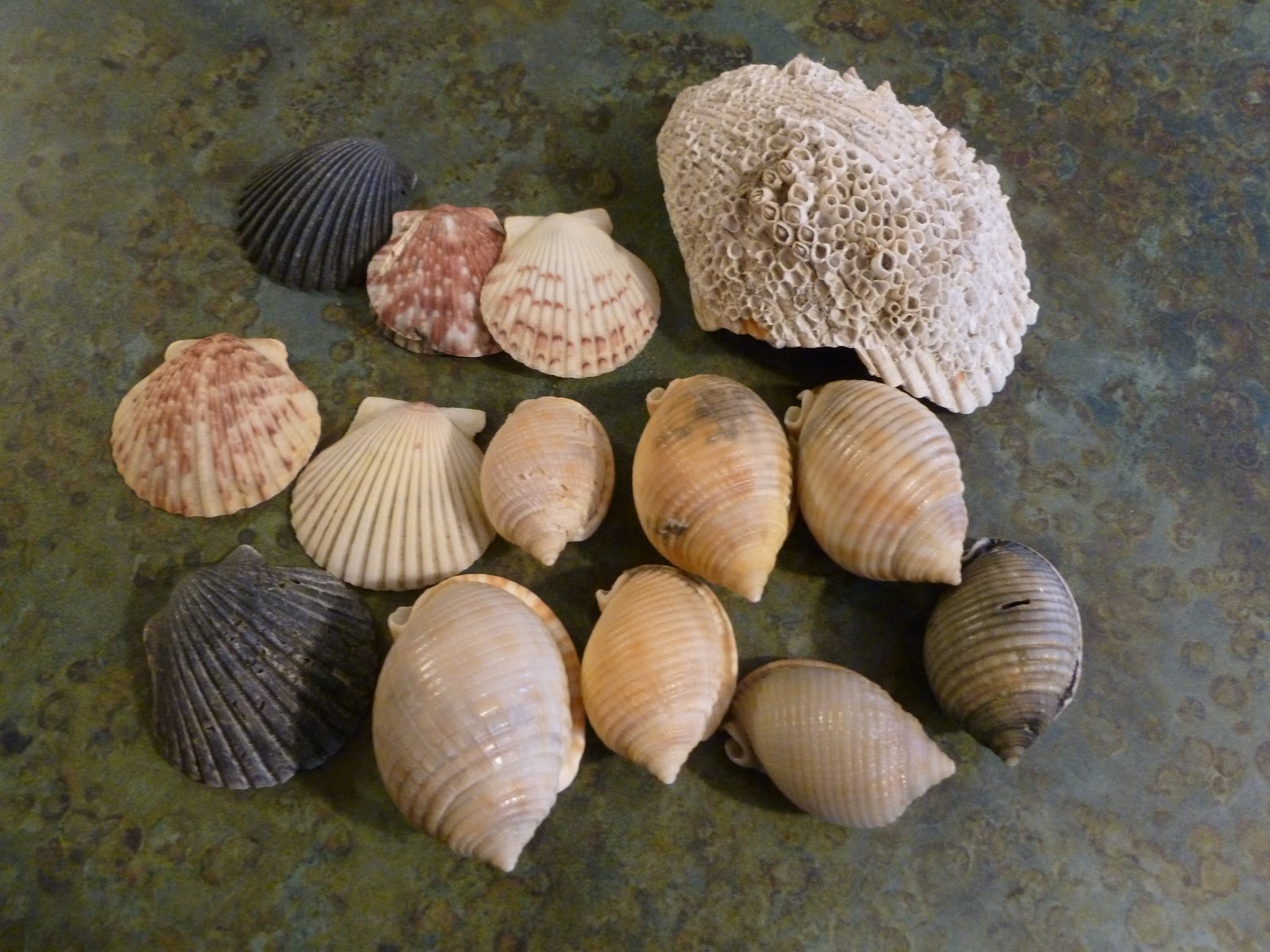 Ocracoke Island Journal: Sandy Shells
