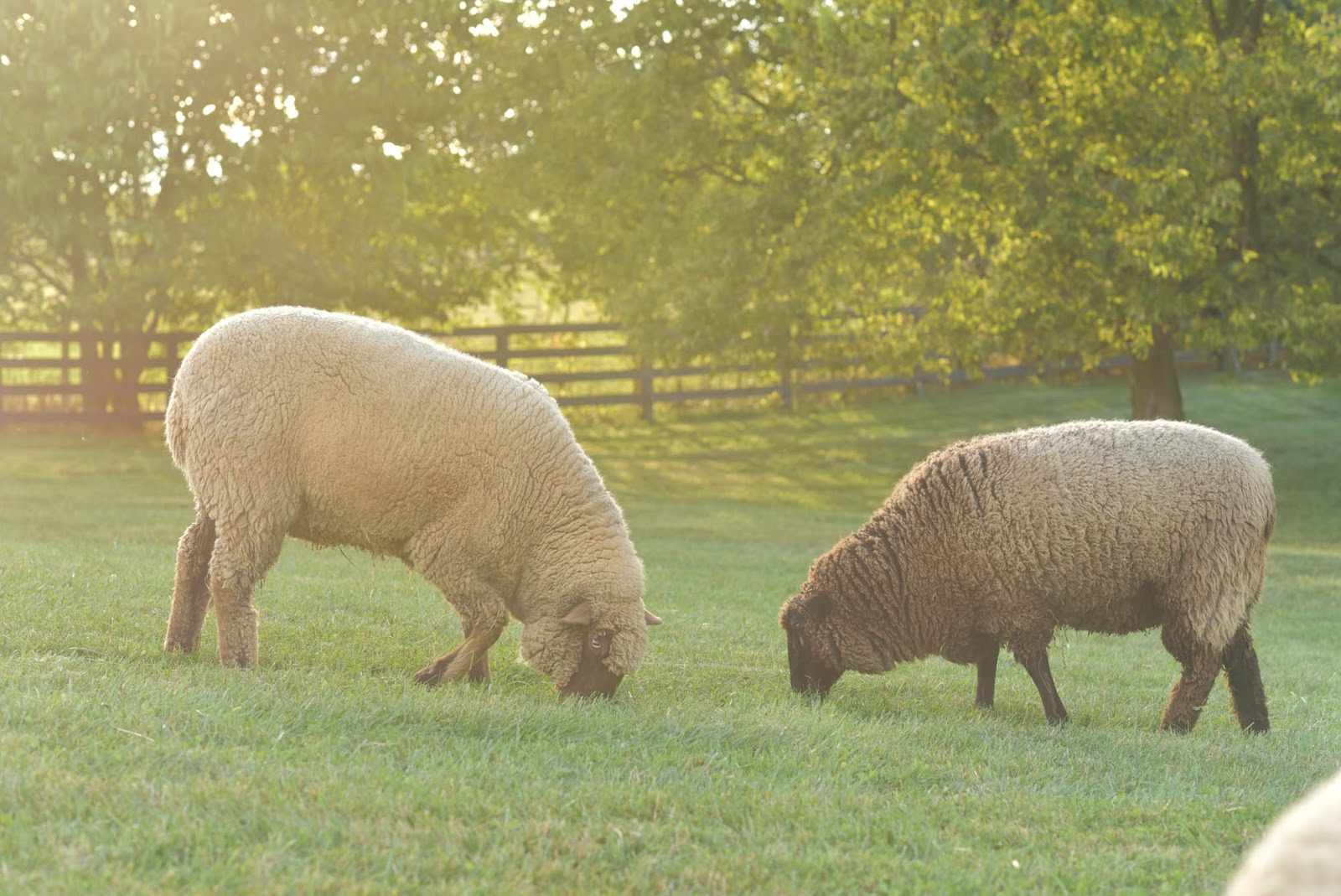 More Favorite Sheep: Some Sunday Sheep Shots