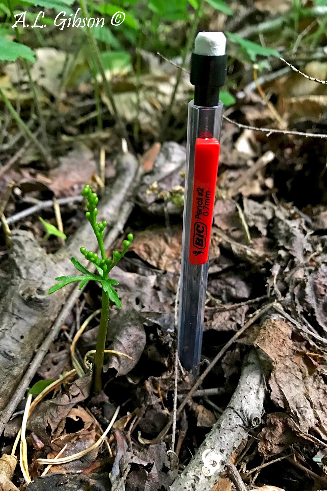 The Buckeye Botanist: 2018