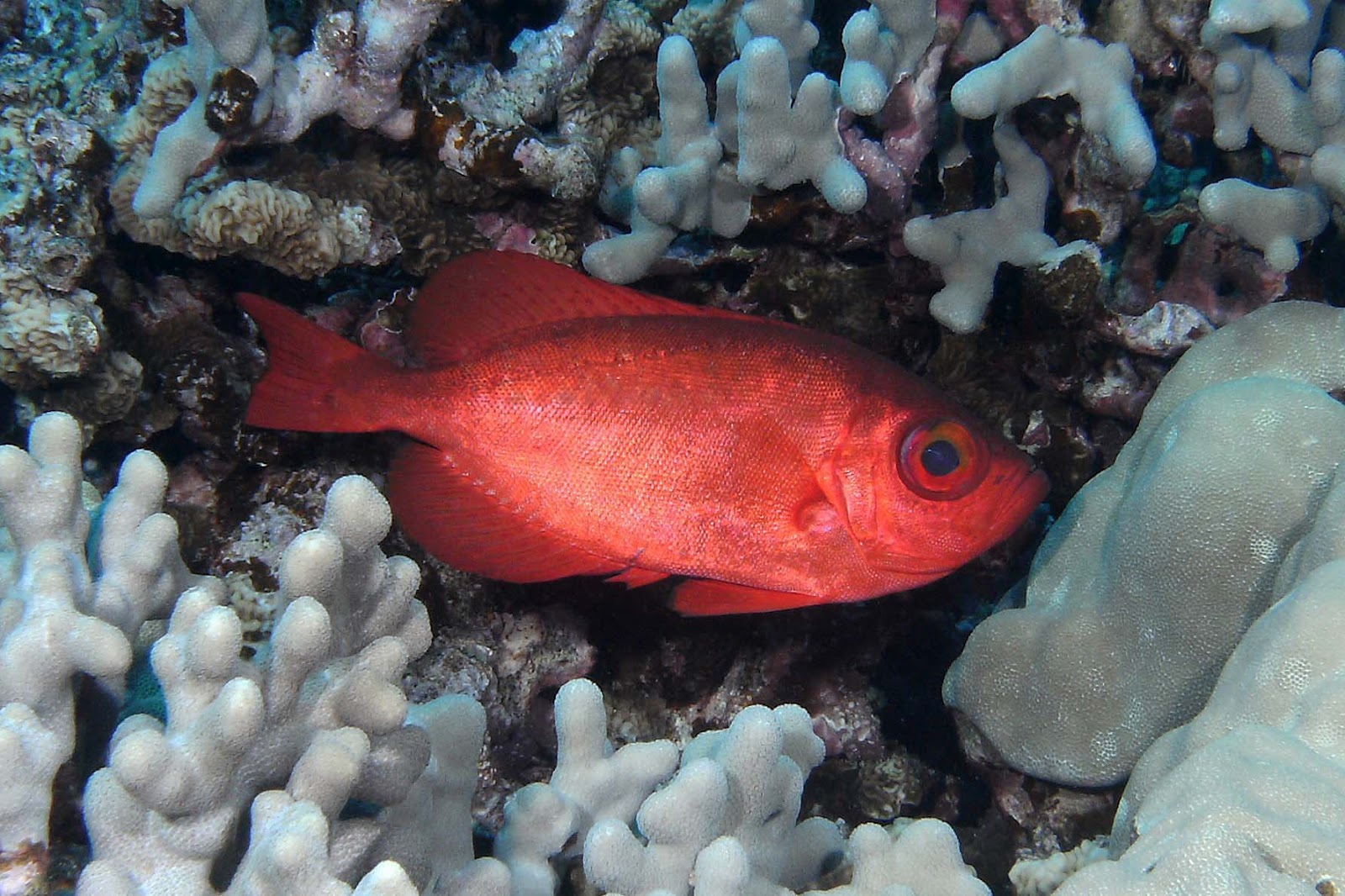 Diving the Kona Coast: Quick Change Artist