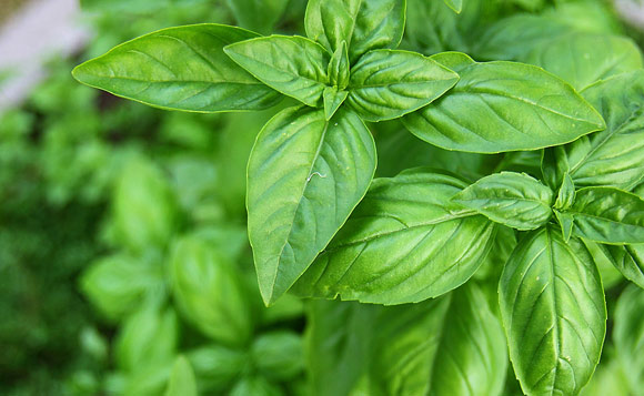 The Benefits Of Bacil Leave For Health | Plants Benefits