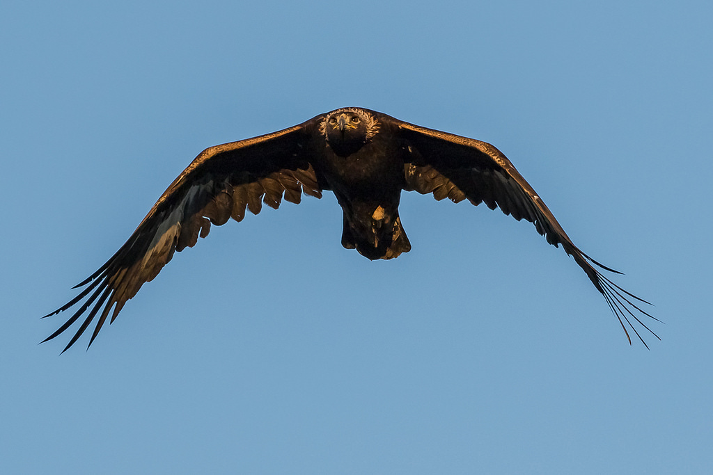 Golden Eagle Flight Shots