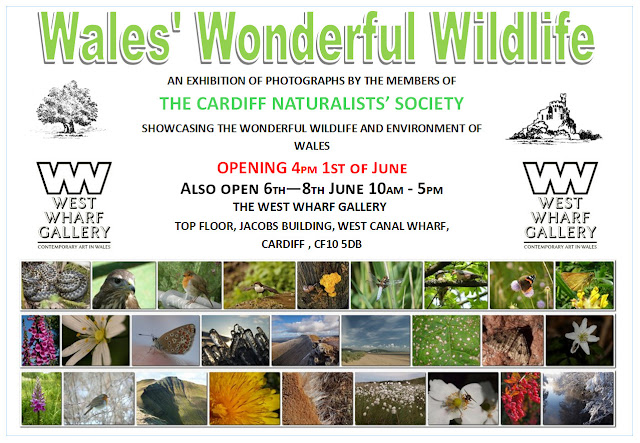 Cardiff Naturalists Society: Wales Wonderful Wildlife