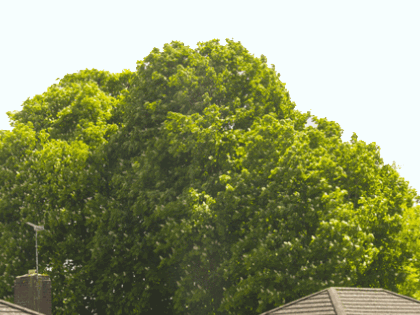 Moving Tree Gif