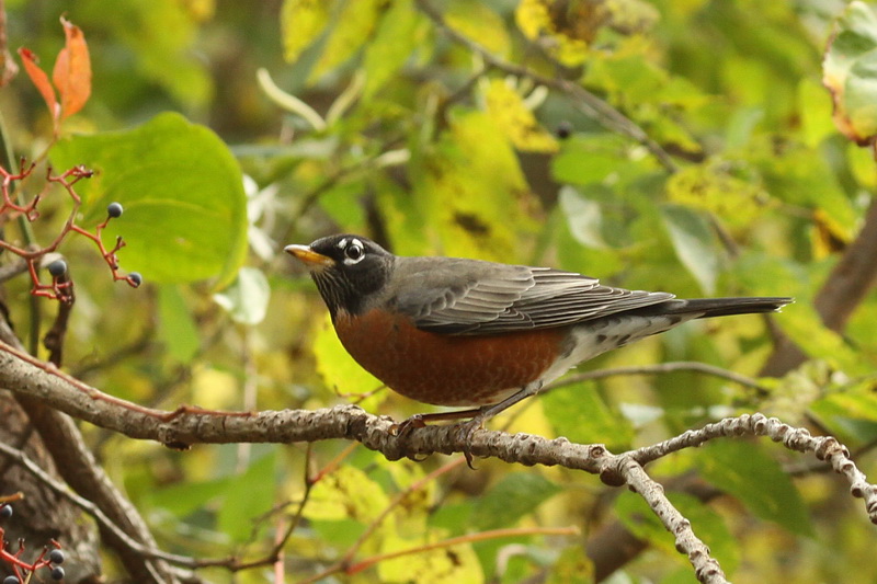 Tails of Birding: Robin Redbreast