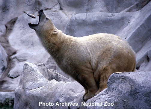 Polar Bear Catching Fish