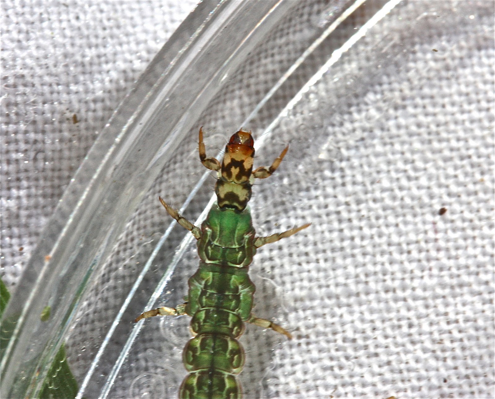 Aquatic Insects of Central Virginia: Another Stonefly Family Returns ...