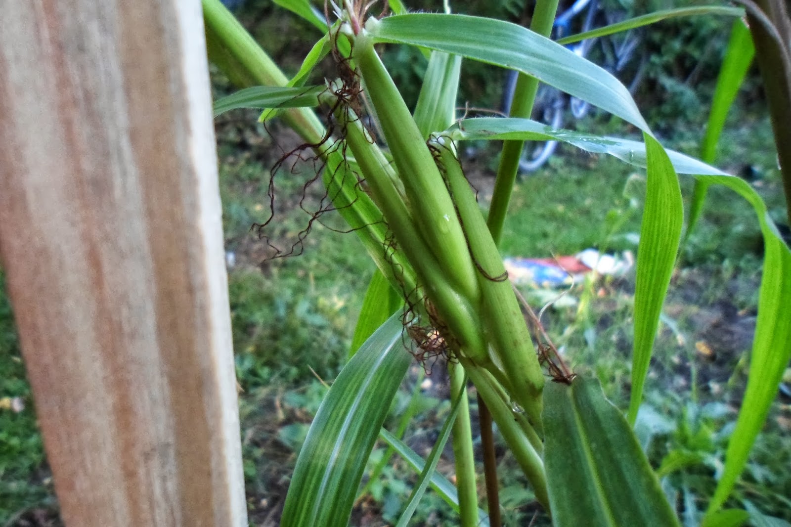 The Perennial Agriculturalist: more teosinte ears ( and a few more seeds )