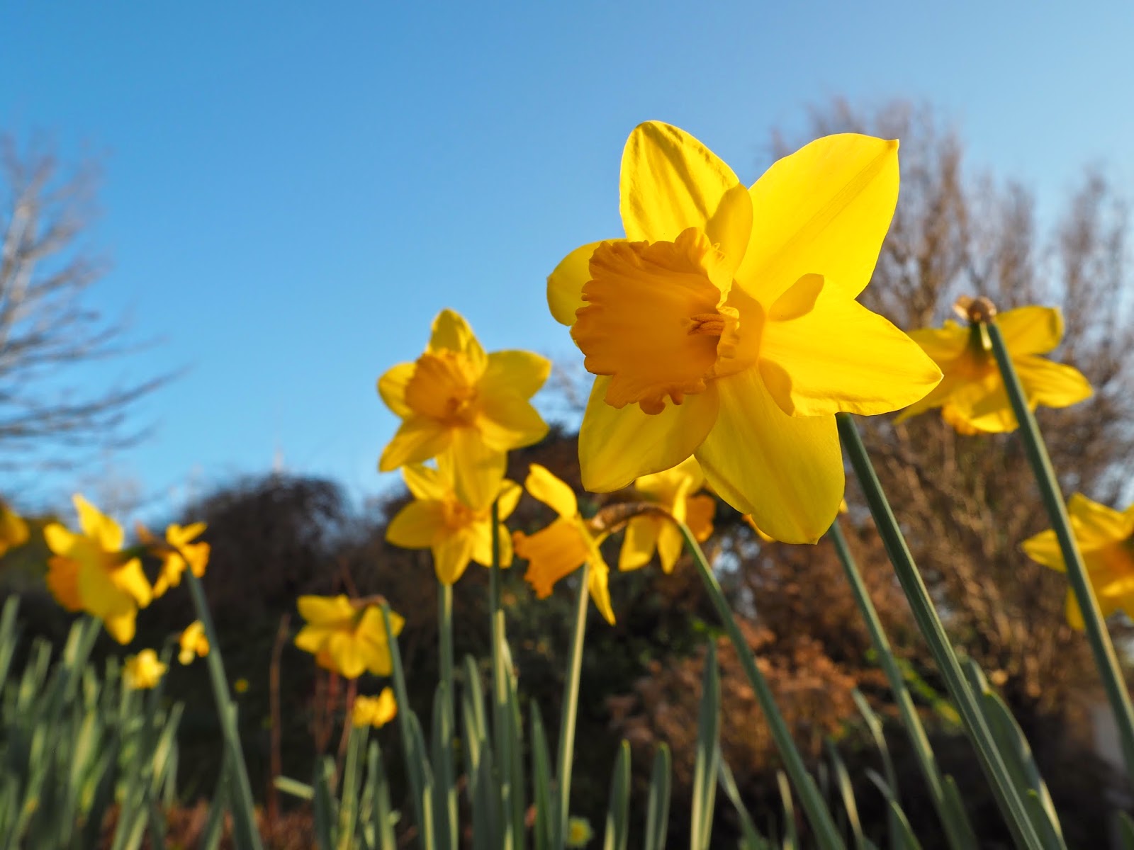 Travel - A Spring Weekend in Cornwall - Roses and Rolltops