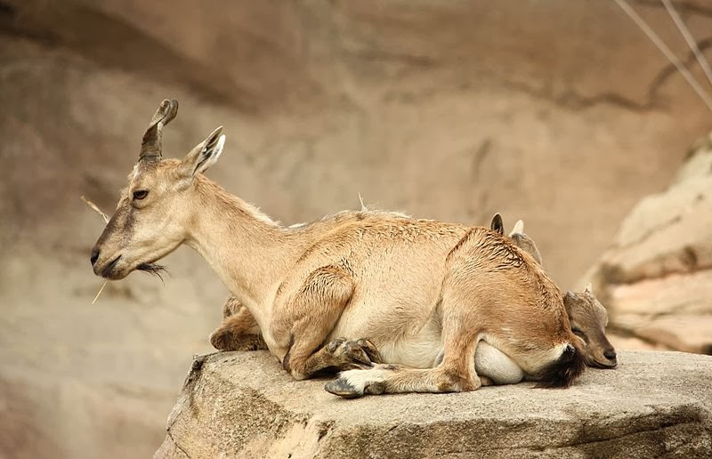 Most Terrifying & Amazing Creatures on Earth....: Markhor Wild Goat