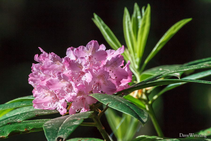 My Wild Rhododendron Adventure