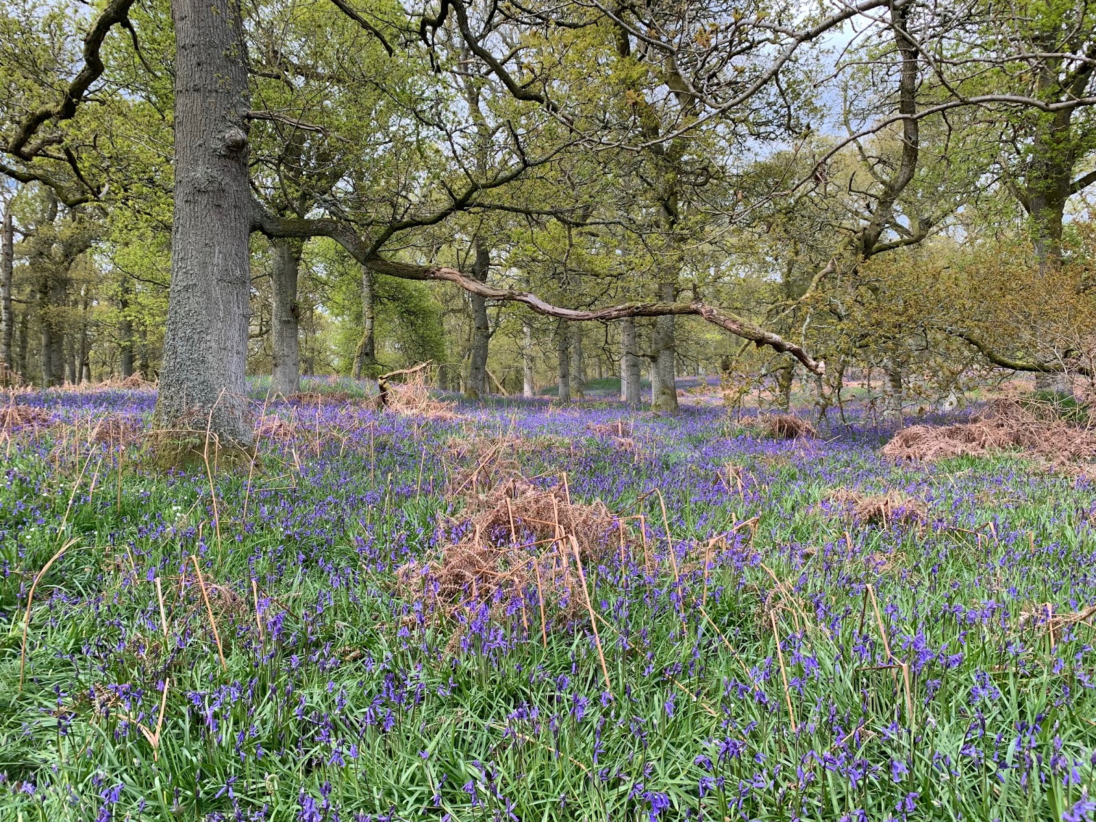 Chamfron Stud : Kinclaven Bluebell Wood