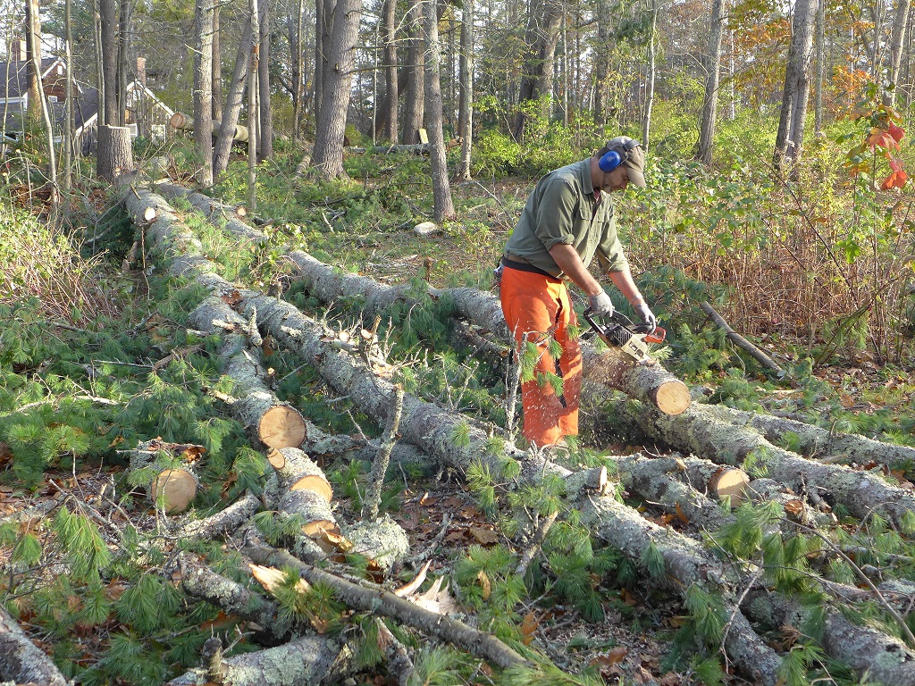 Nails and Sawdust: Bucking up one gigantic pine tree