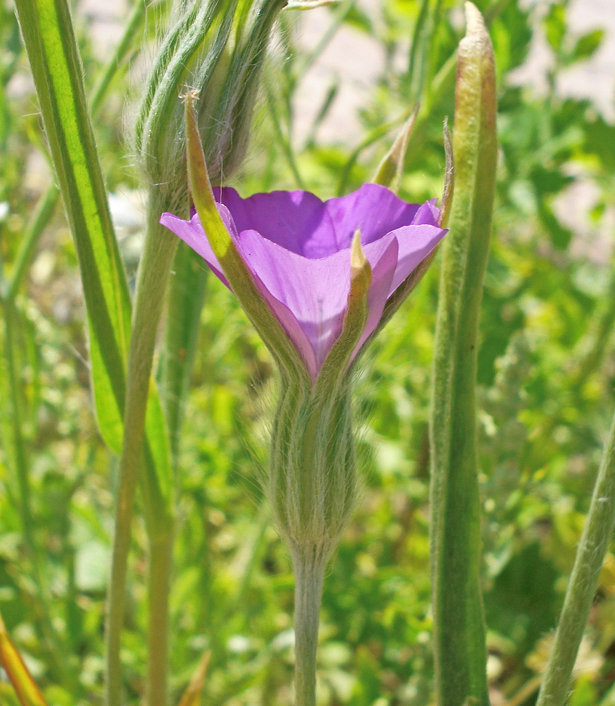 Plant World: Corn Cockle (Agrostemma githago)