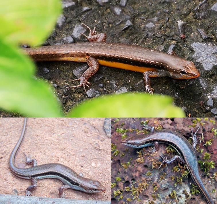 Species New to Science: June 2012