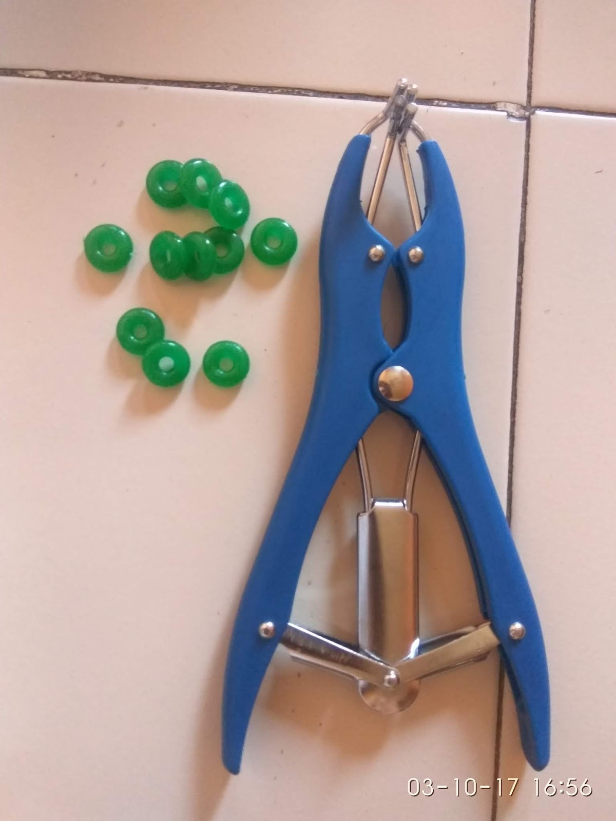 How to Castrate Goat By Using Elastrator and Rubber Ring for Goat Meat ...