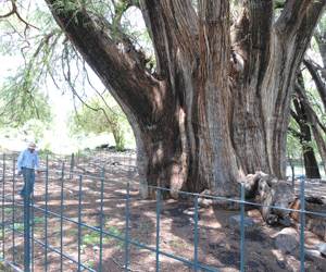 San Francisco del Rincón y Purísima del Rincón, Gto.