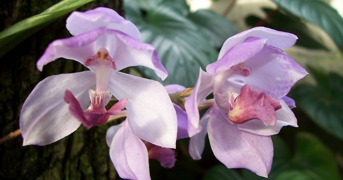 ORQUÍDEAS SEM SEGREDOS: ORQUÍDEA ACACALLIS