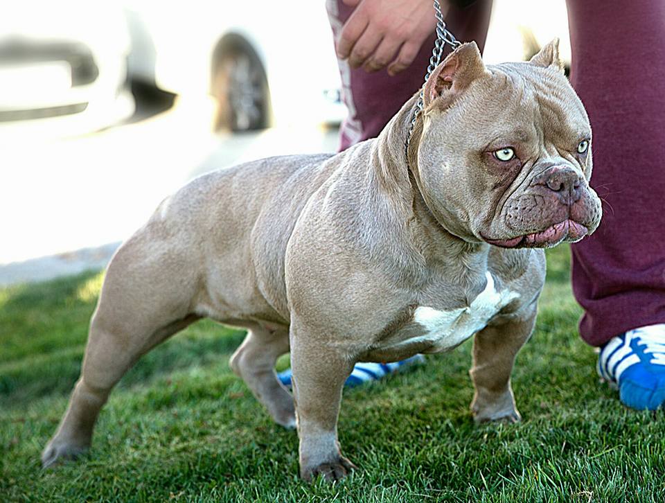 Cria y Seleccion del American Bully: Hembras