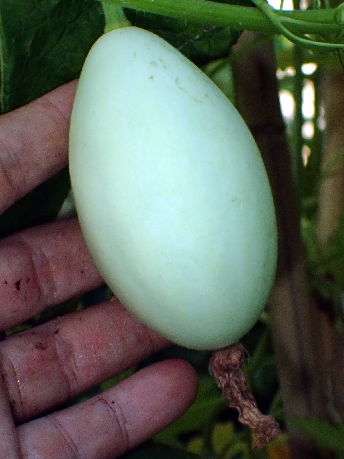 Scirpidiella's Plants: Wild squash species (Cucurbita sp. div.)