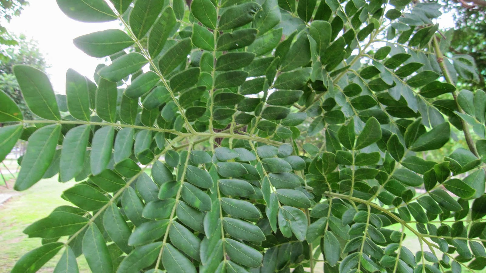 Estudiando Agricultura en Taiwán: Pithecellobium saman como árbol ...