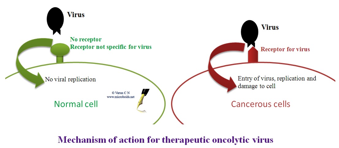 Medical Microbiology: Rhabdovirus-derived particles against leukemia