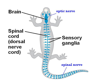 Punk Biology Student Blog: Salamander (Caudata)