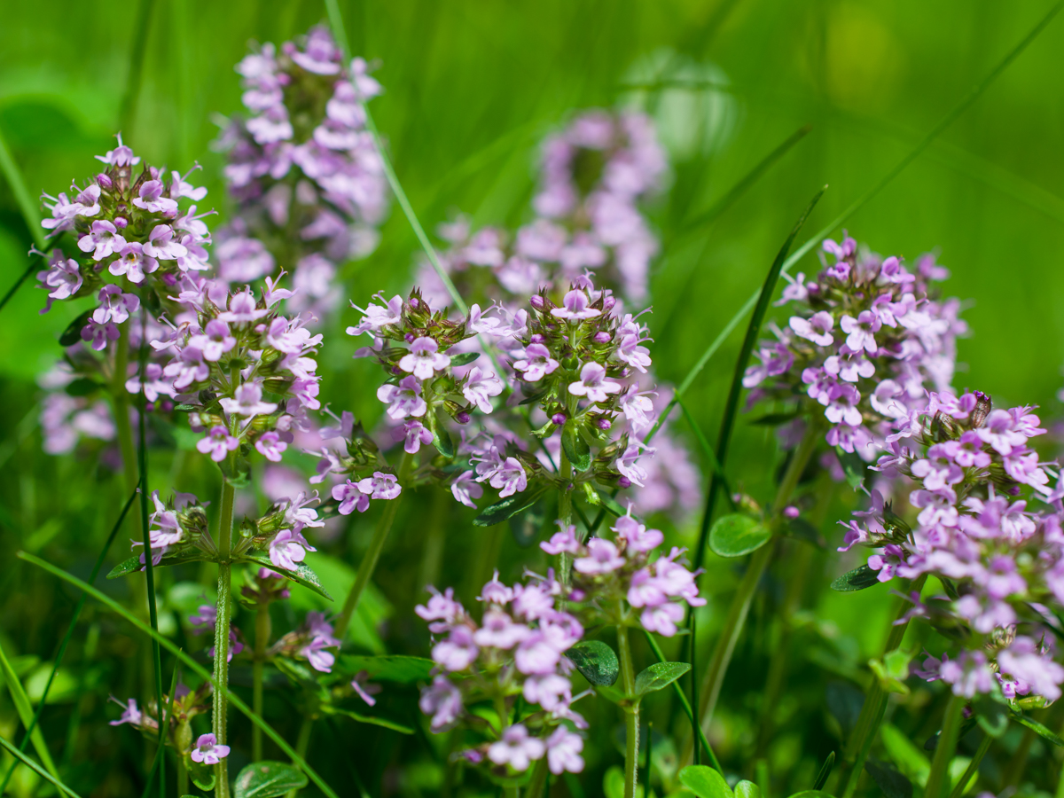 DIVJI TIMIJAN (Thymus serpyllum)