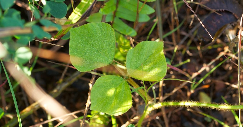 Flora de Puerto Rico Ilustrada Papo Vives: FABOIDEAE- PUERARIA ...