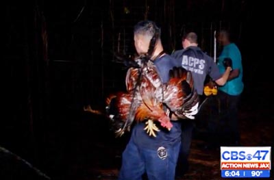 Four legged friends (and enemies): Florida: Timothy Prosser's wife ...