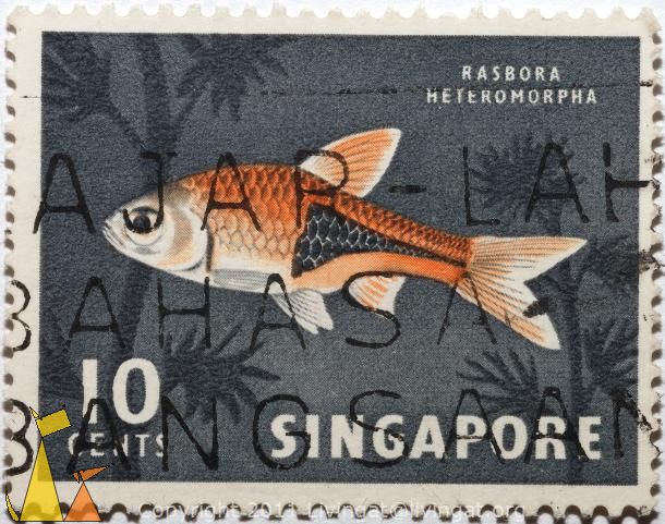 Le Rasbora arlequin (Trigonostigma heteromorpha)