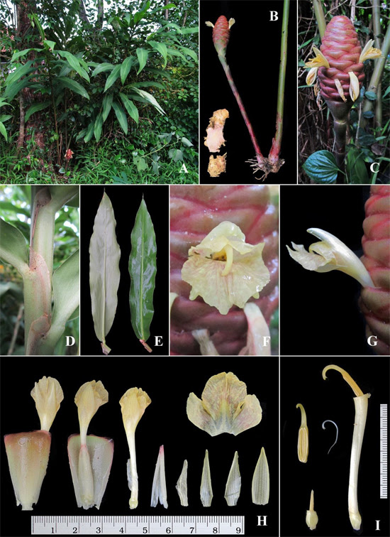 Plant family Zingiberaceae