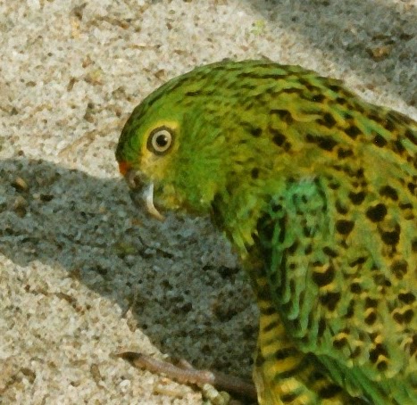 Western Ground Parrot history: 2014