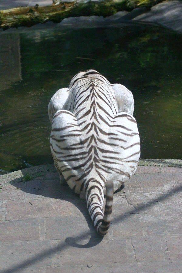 wOndor.blogspot.com: Beautiful Rare White Tigers (21 pics)